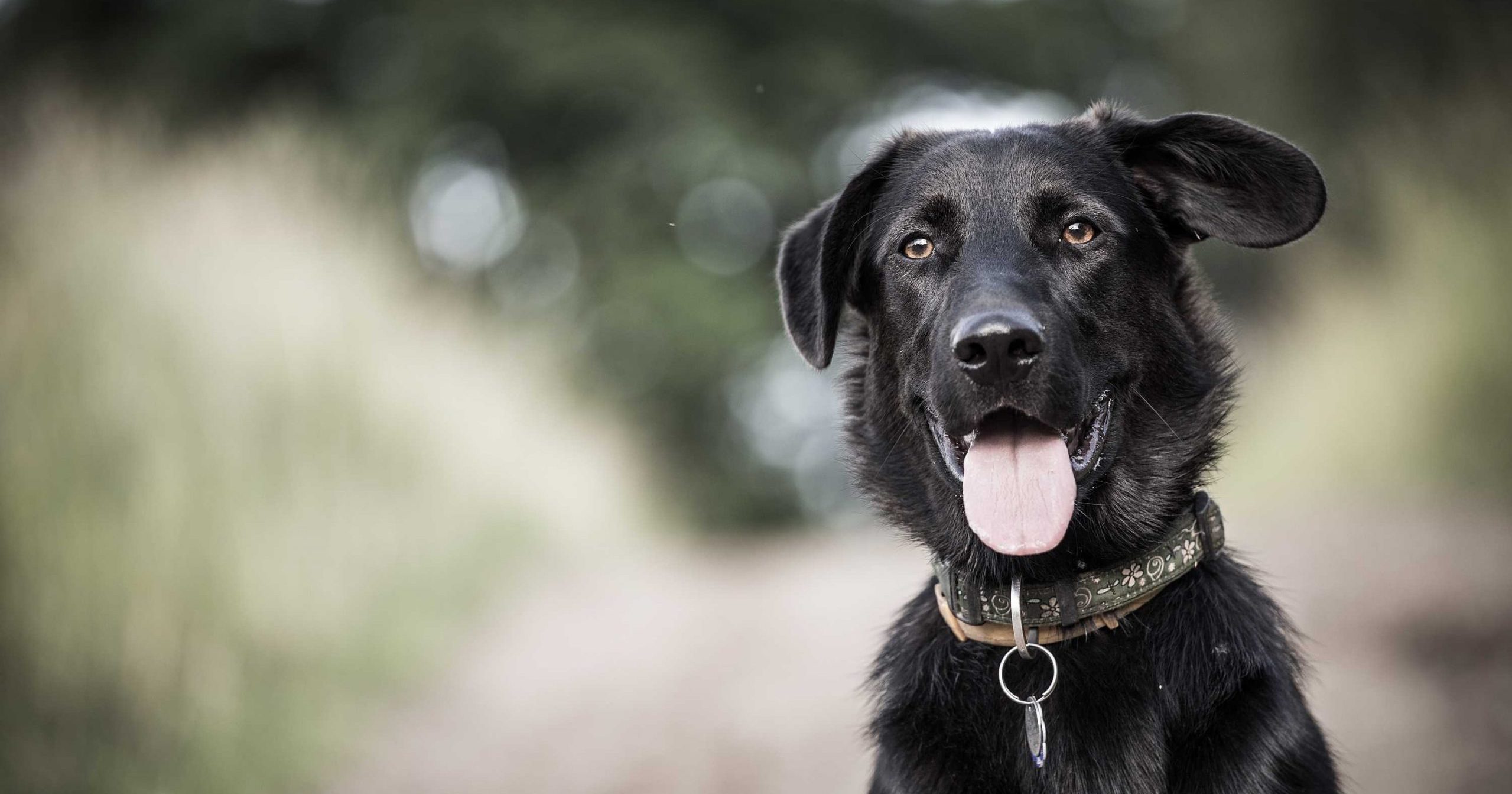 Approach to helping your dog | The Canine Behaviourist